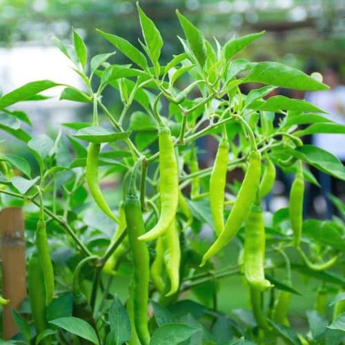 Explore the Different Types of Chillies in India - Awesome Cuisine